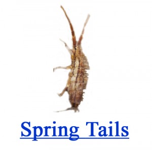 Pest Library – Bed Bugs and other biting pests - Paramount Exterminating